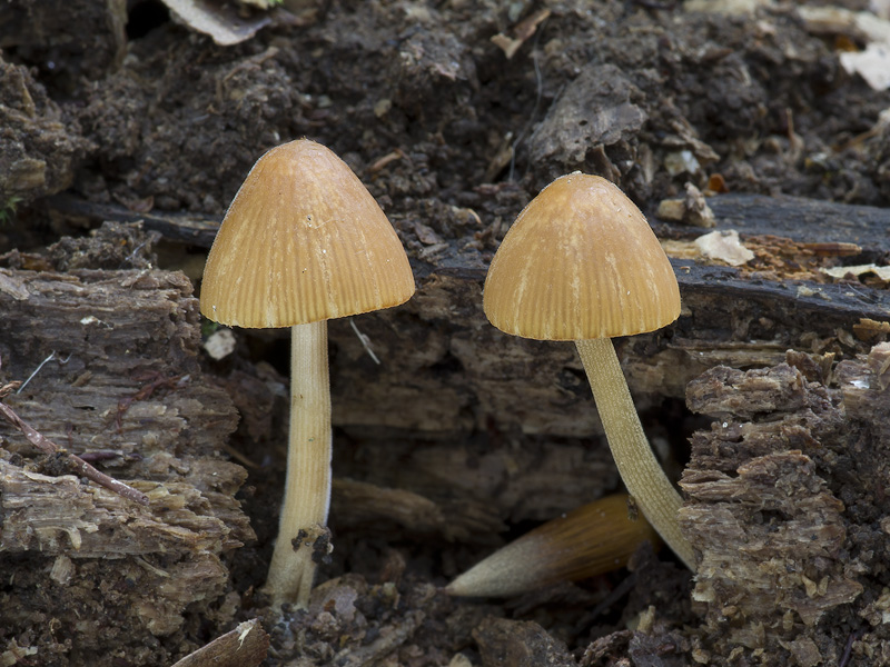Conocybe subpubescens (Sametovka prstovitá, s. opýřená)