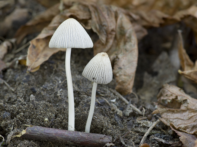 Coprinellus radians (Hnojník paprskový)