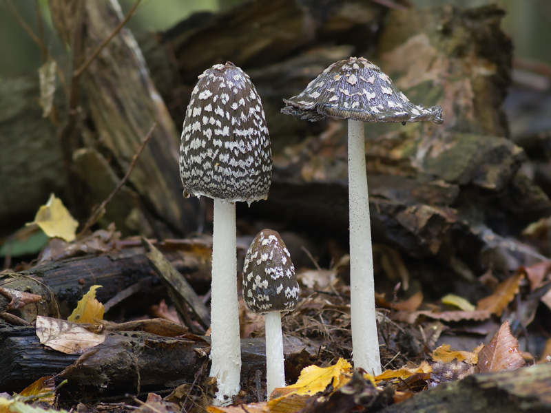 Coprinopsis picacea (Hnojník strakatý)