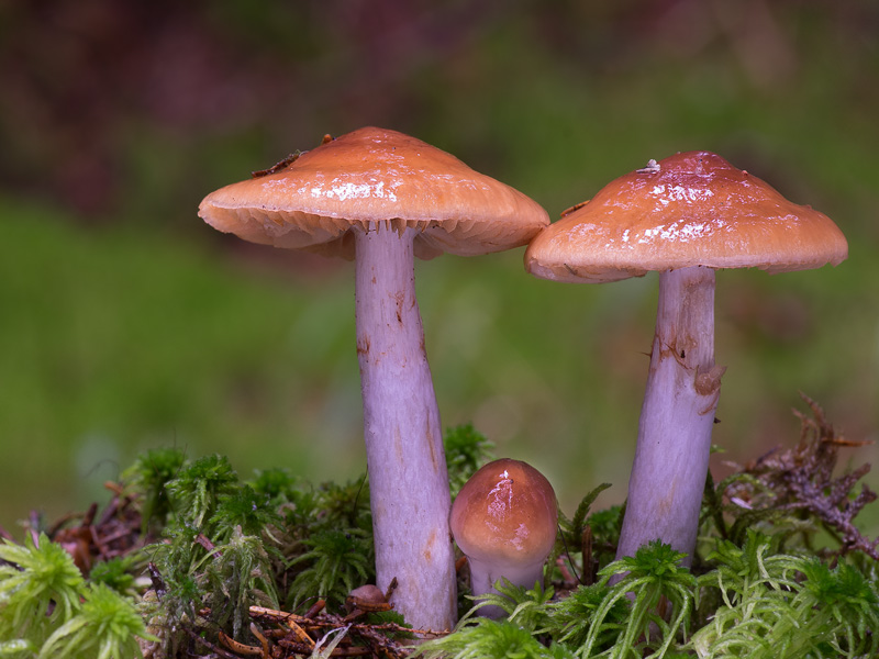 Cortinarius (Myx.) collinitus (Pavučinec plavooranžový)