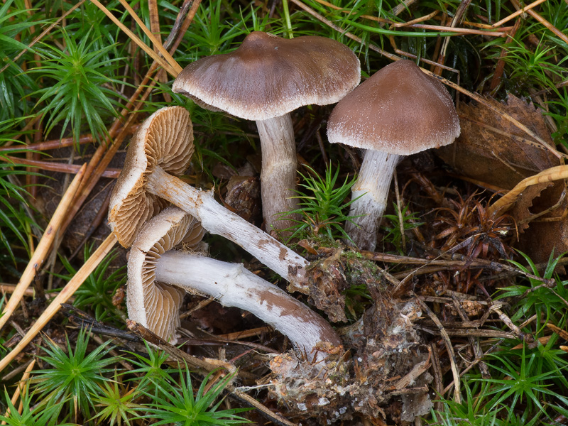 Cortinarius (Tel.) comptulus (Pavučinec)