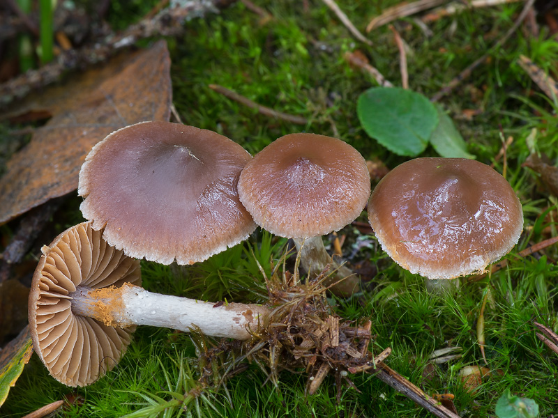 Cortinarius (Tel.) comptulus (Pavučinec)