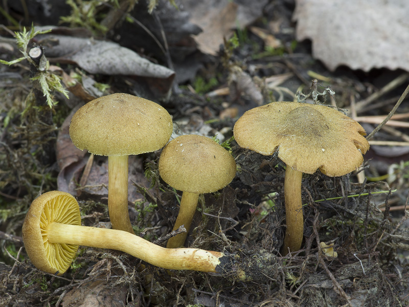 Cortinarius (Der.) croceus (Pavučinec šafránový)