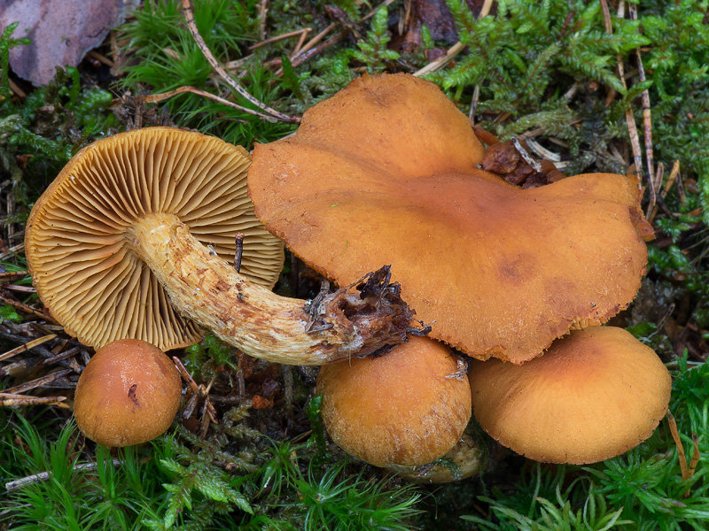 Cortinarius (Lepr.) limonius (Pavučinec žlutoplavý)