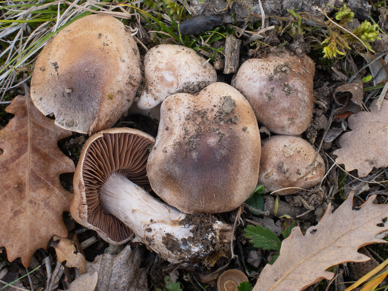 Cortinarius (Tel.) sordescens (Pavučinec špinavějící)