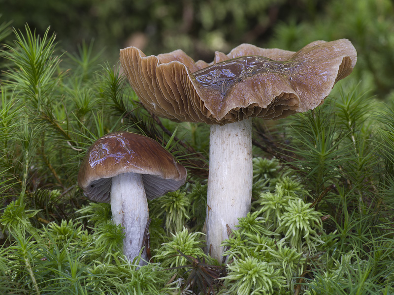 Cortinarius (Myx.) stillatitius (Pavučinec modroslizký)