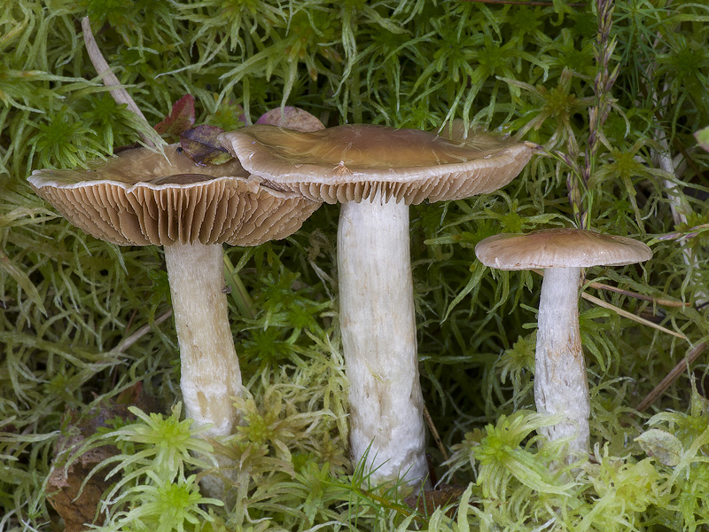 Cortinarius (Myx.) stillatitius (Pavučinec modroslizký)