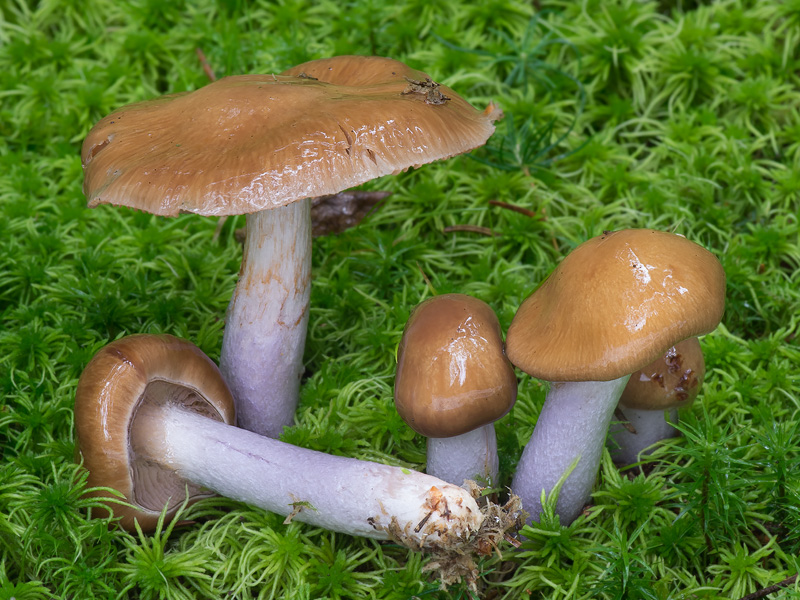 Cortinarius (Myx.) stillatitius (Pavučinec modroslizký)