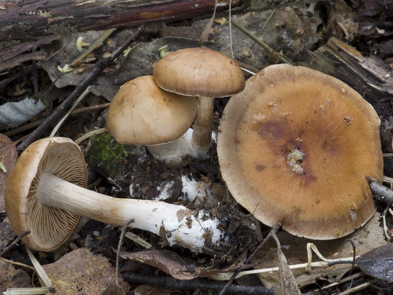 Cortinarius (Tel.) subbalaustinus s.l. (Pavučinec blizoučký)