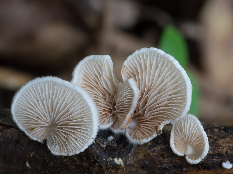 Crepidotus variabilis (Trepkovitka měnlivá)