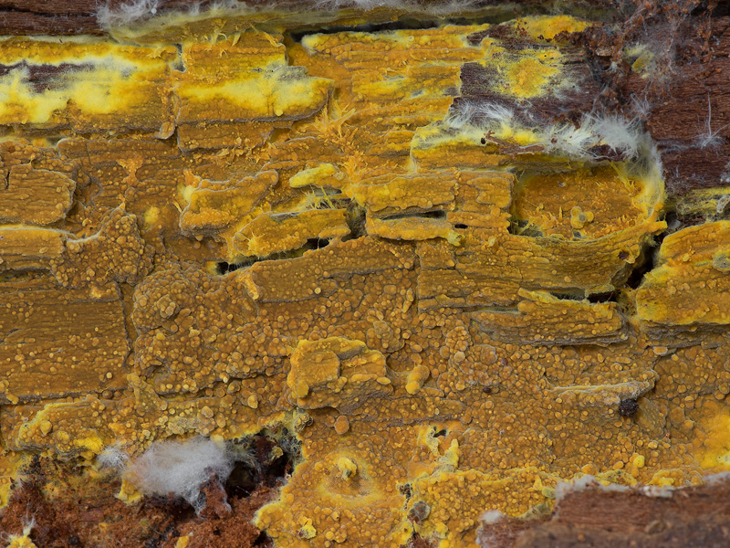 Crustoderma dryinum (Kornatec skořicový)