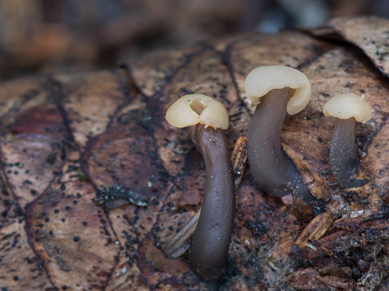 Cudonia circinans (Kulatěnka horská)