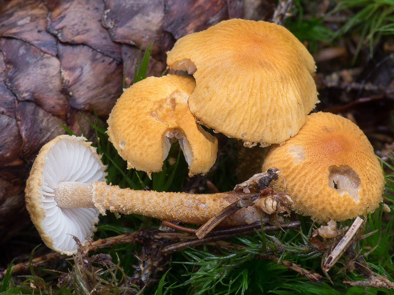 Cystoderma amianthinum (Zrnivka osinková)