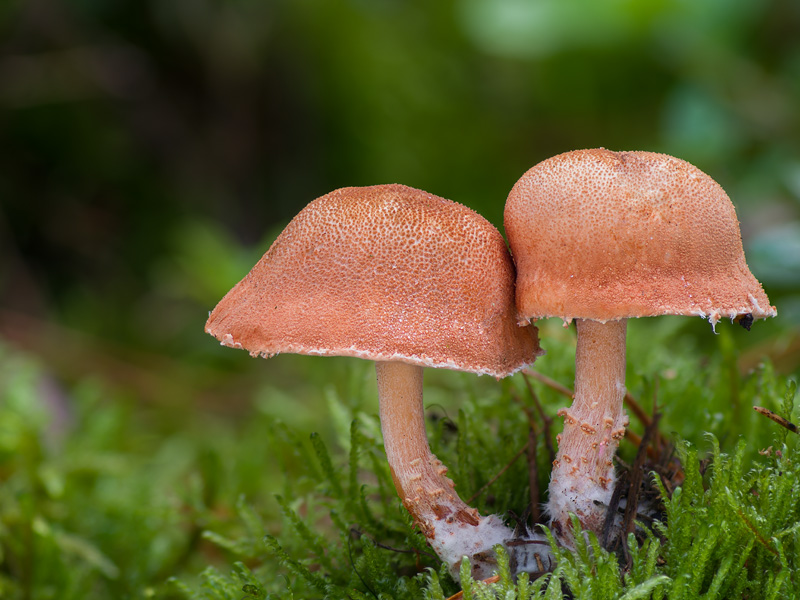 Cystodermella cinnabarina (Zrnivka rumělková)