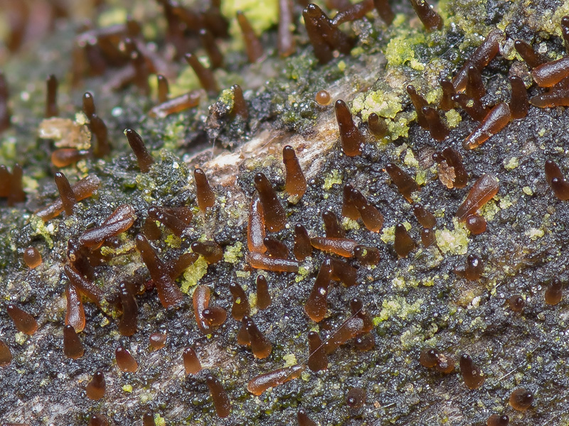 Dacryonaema rufum (Slzohlávka rezavá)