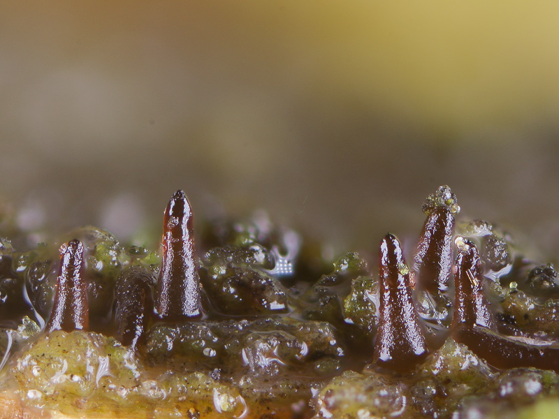 Dacryonaema rufum (Slzohlávka rezavá)