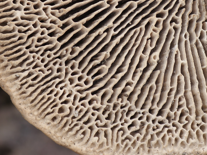 Daedalea quercina (Síťkovec dubový)