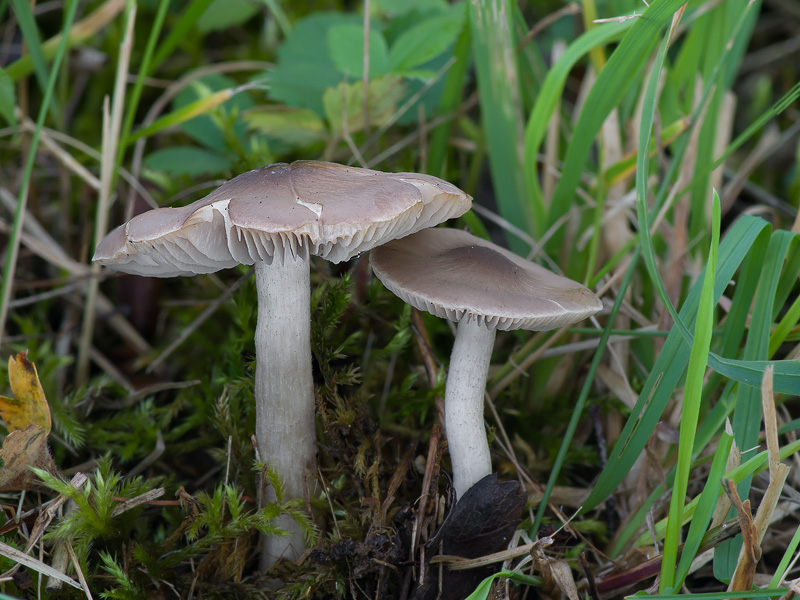 Dermoloma cuneifolium s.l. (Čirůvečka klínolupenná)