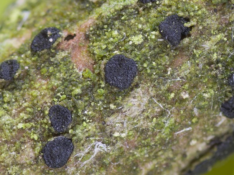 Dothidea sambuci (Vředovec bezový)