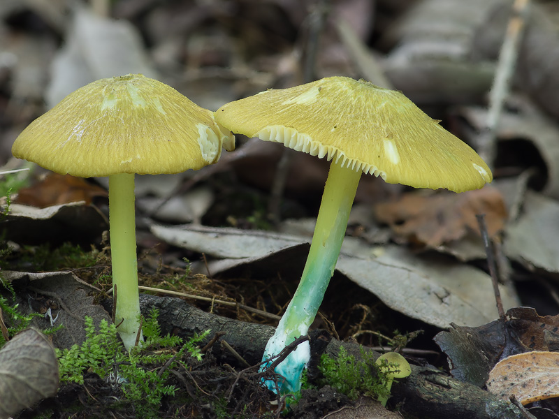 Entoloma incanum s.l. (Závojenka plavozelenavá)