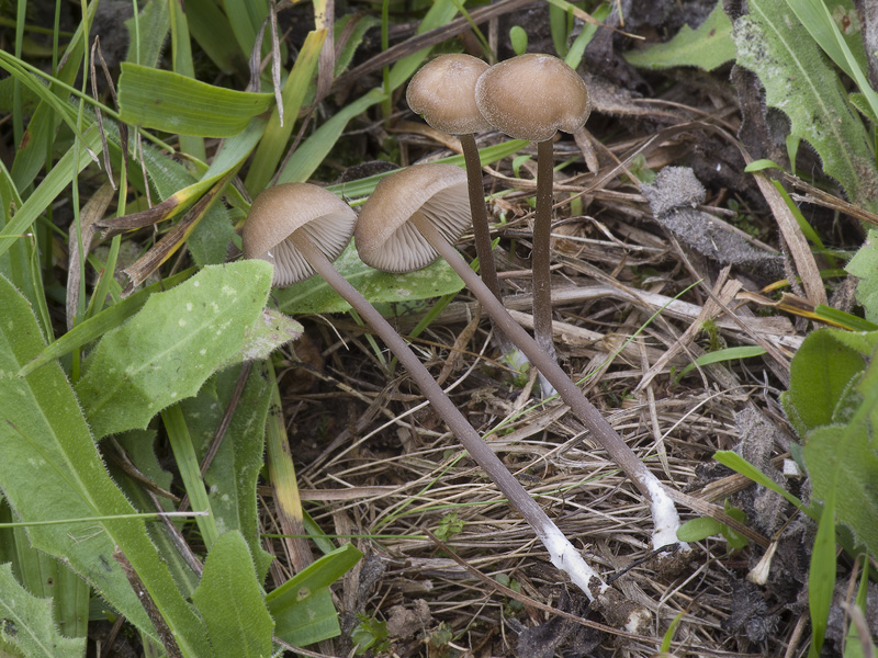 Entoloma infula (Závojenka růžovolupenná)