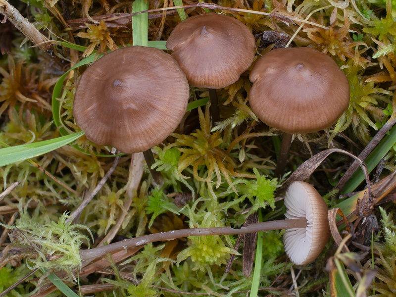 Entoloma infula (Závojenka růžovolupenná)