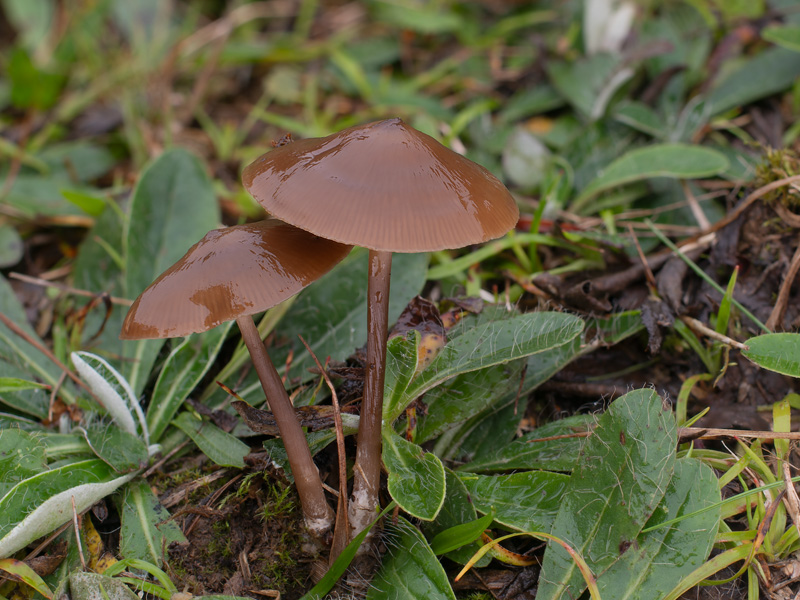 Entoloma infula (Závojenka růžovolupenná)