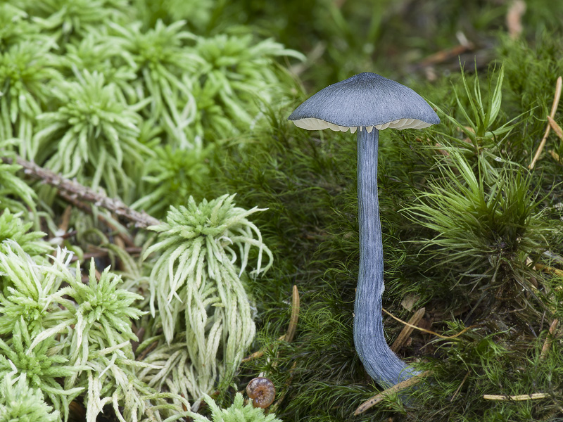 Entoloma nitidum (Závojenka lesklá)