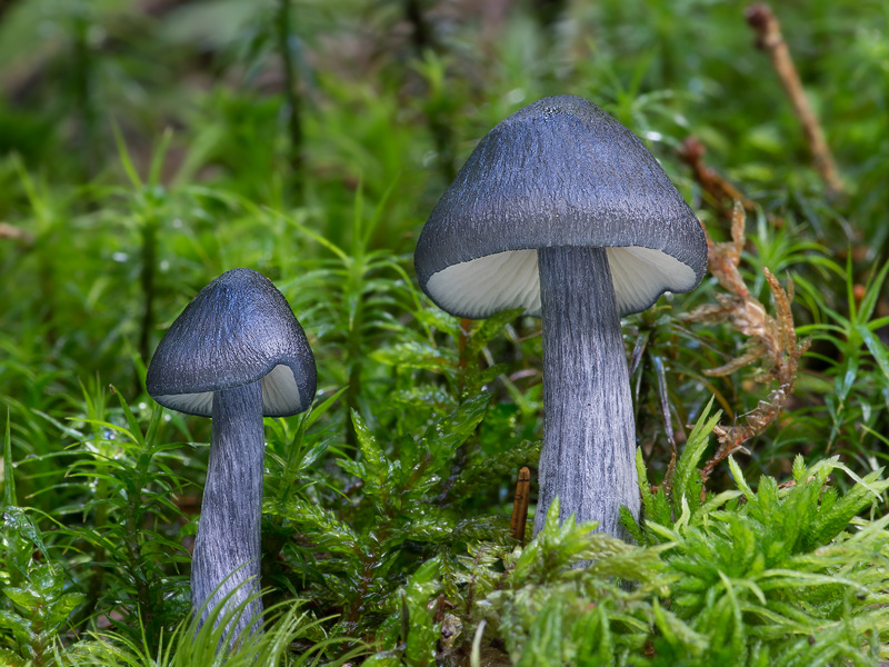 Entoloma nitidum (Závojenka lesklá)