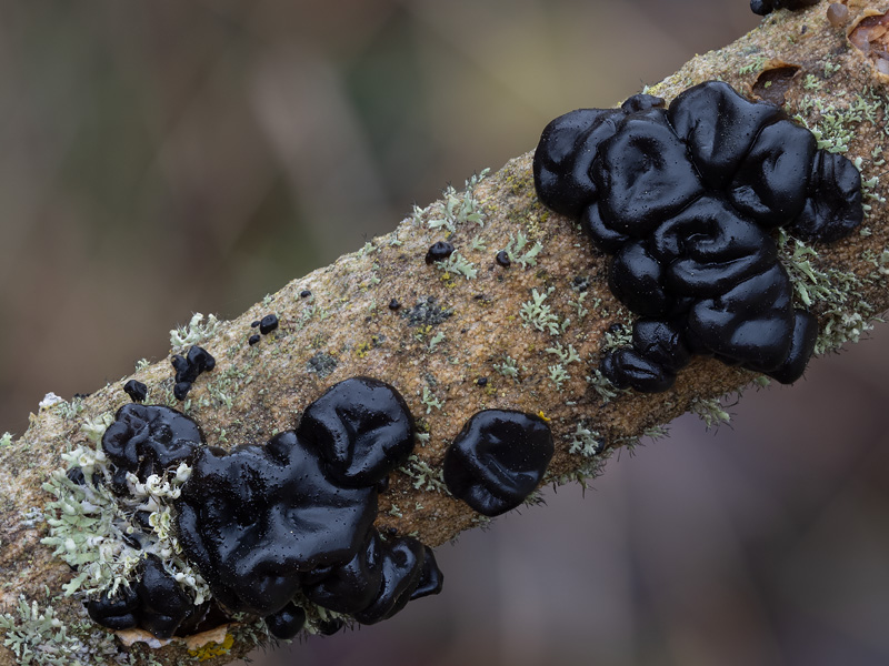 Exidia nigricans (Černorosol bukový)