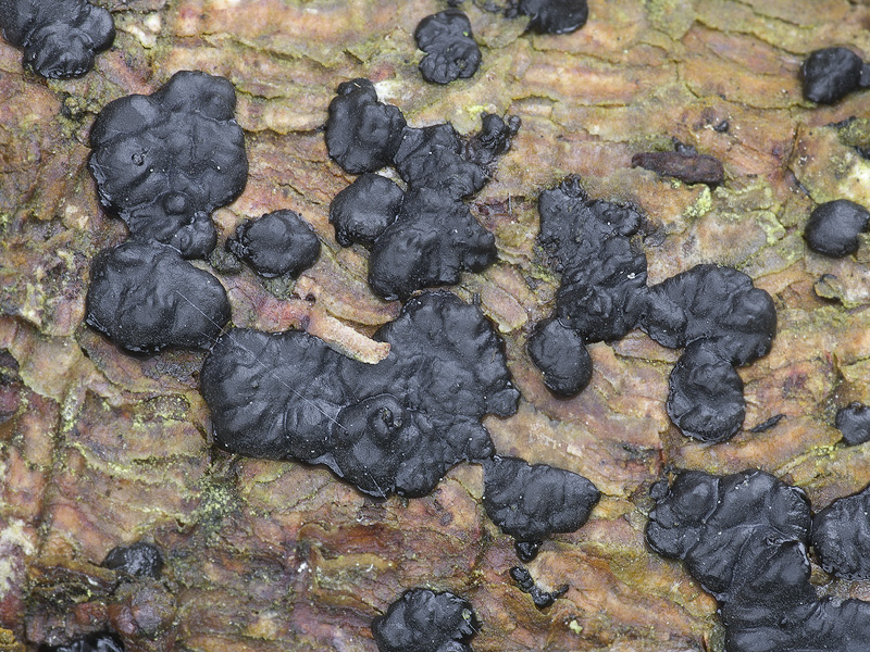 Exidia pithya (Černorosol smrkový)