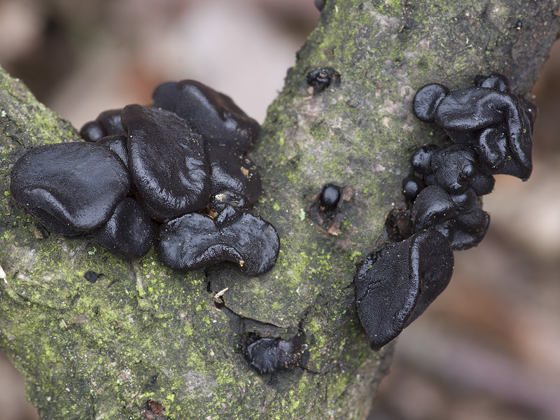 Exidia glandulosa (Černorosol uťatý)