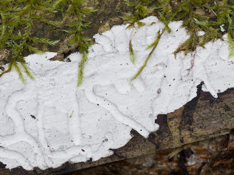 Alloexidiopsis calcea (Pokrytka vápencová)