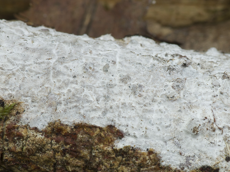 Alloexidiopsis calcea (Pokrytka vápencová)