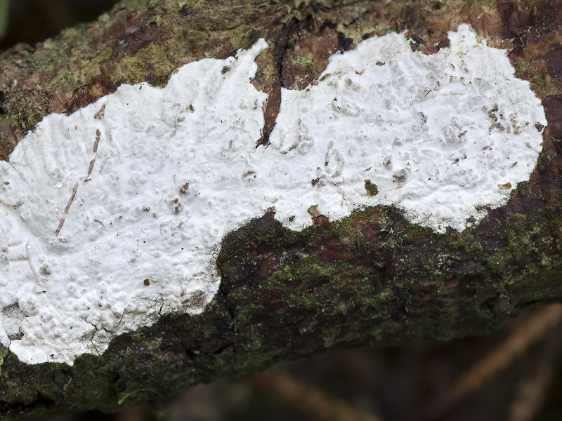 Alloexidiopsis calcea (Pokrytka vápencová)