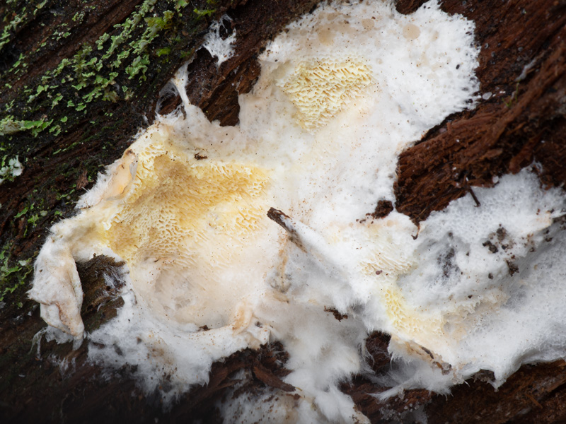 Fibroporia bohemica (Pórnatka česká)