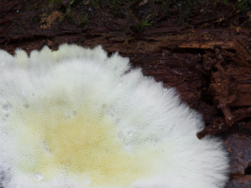 Fibroporia bohemica (Pórnatka česká)