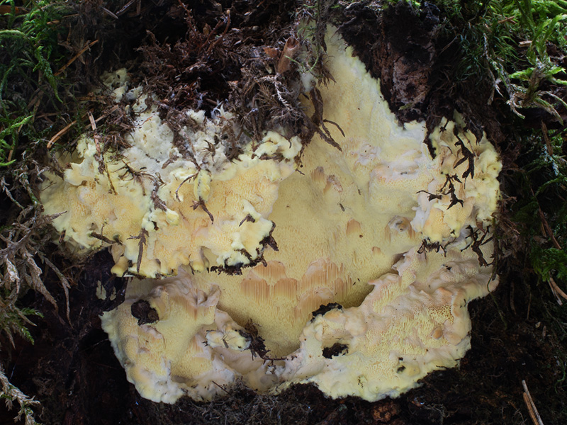 Fibroporia bohemica (Pórnatka česká)