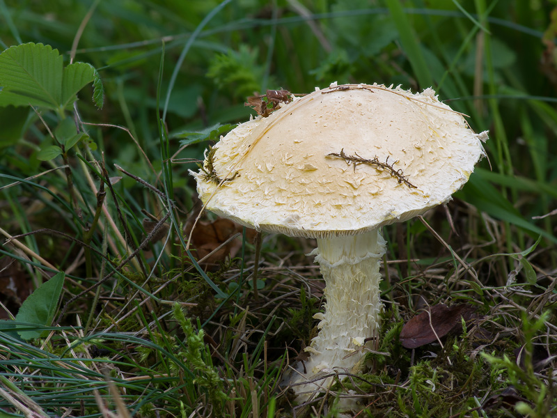 Floccularia straminea (Náramkovitka žlutozelená)