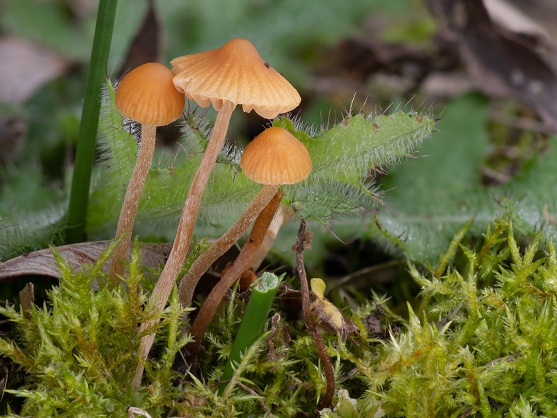 Galerina clavata (Čepičatka řídkolupenná)