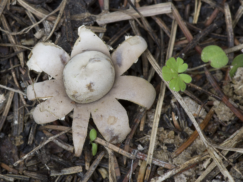 Geastrum floriforme (Hvězdovka kvítkovitá)