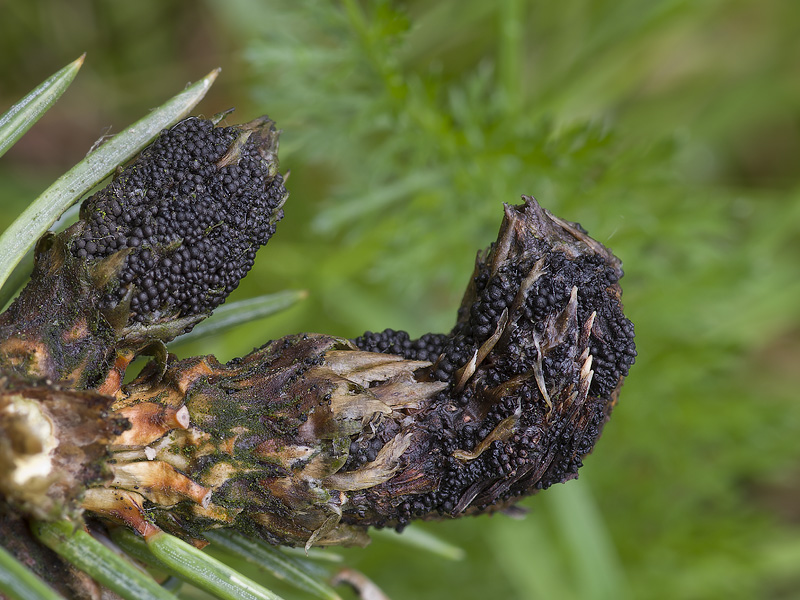 Gemmamyces piceae (Kloubnatka smrková)
