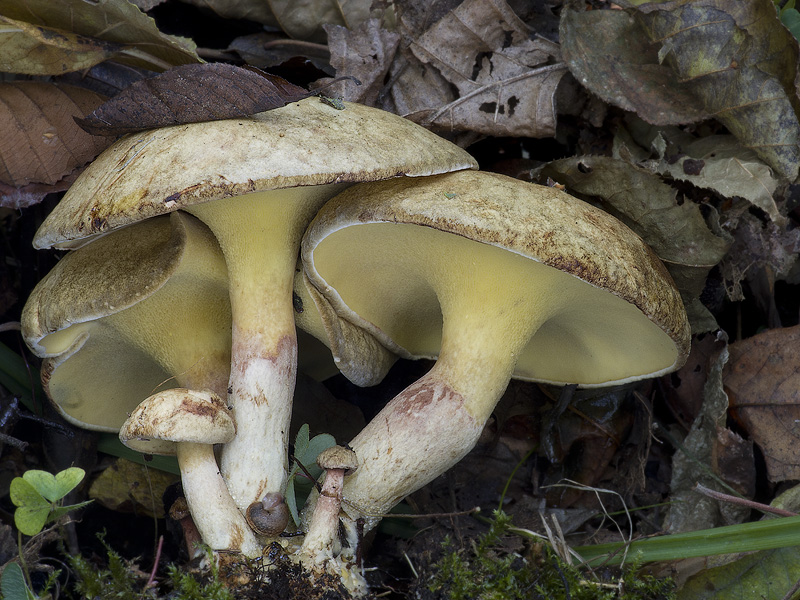 Gyrodon lividus (Podloubník siný)