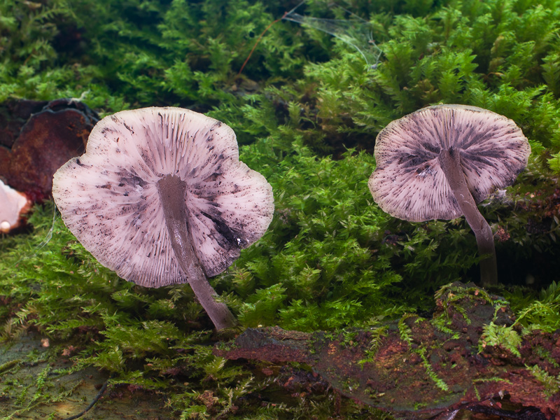 Hydropus atramentosus (Ronivka sazová)