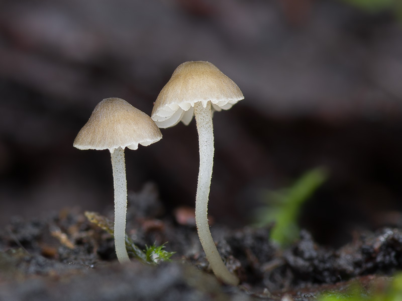 Pseudohydropus floccipes (Ronivka vločkonohá)