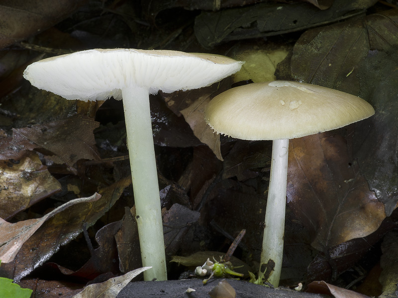 Hydropodia subalpina (Ronivka podhorská)