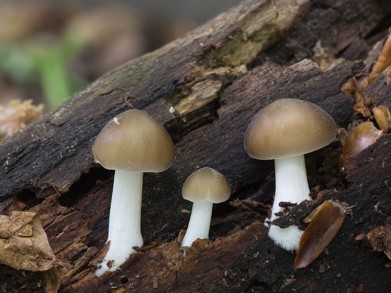 Hydropodia subalpina (Ronivka podhorská)