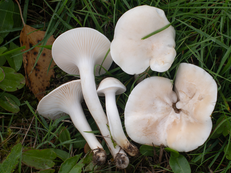 Cuphophyllus berkeleyi (Voskovka Berkeleyova)