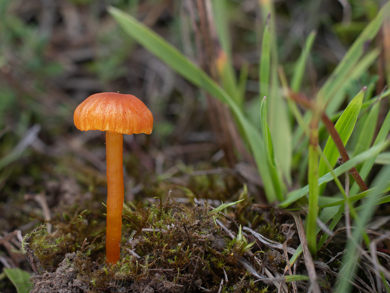 Hygrocybe calciphila (Voskovka vápnomilná)