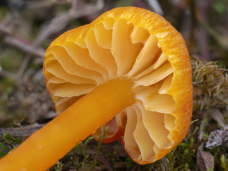 Hygrocybe calciphila (Voskovka vápnomilná)